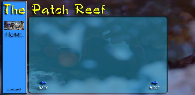 The Patch Reef